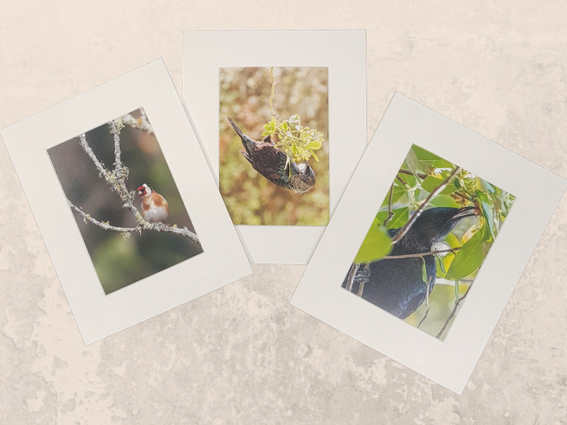 Matted Prints - Photoprints